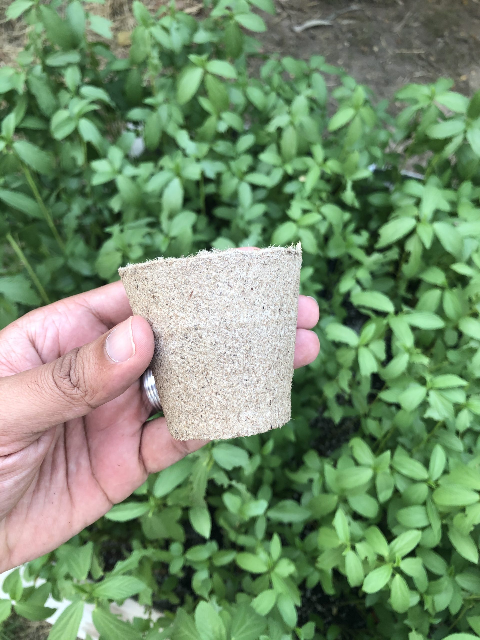 Biodegradable Seeding Pot - Local Roots